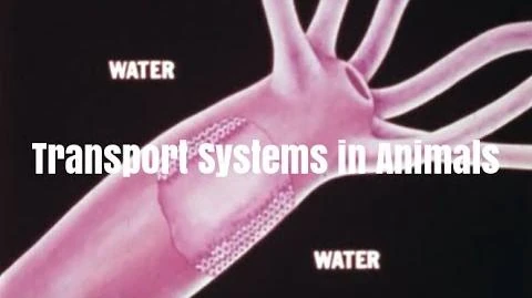 Transport Systems In Animals | Educational Film Wiki | Fandom