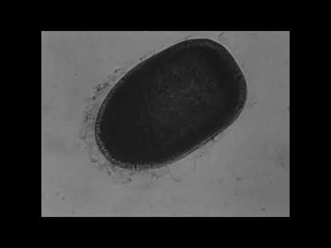 Sponges And Coelenterates: Porous And Sac-Like Animals | Educational ...