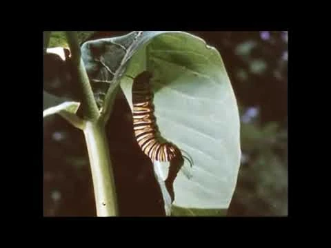 The Monarch Butterfly Story | Educational Film Wiki | Fandom