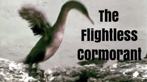 The Flightless Cormorant | Educational Film Wiki | Fandom