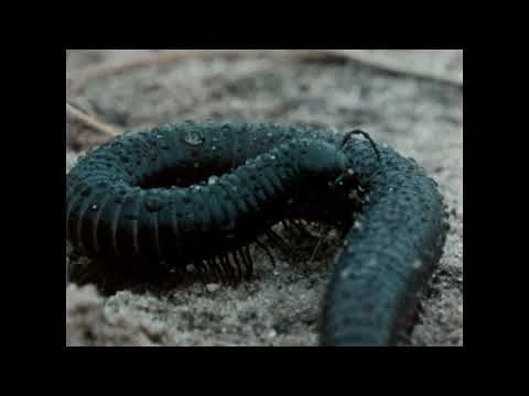 Biomes: Desert | Educational Film Wiki | Fandom