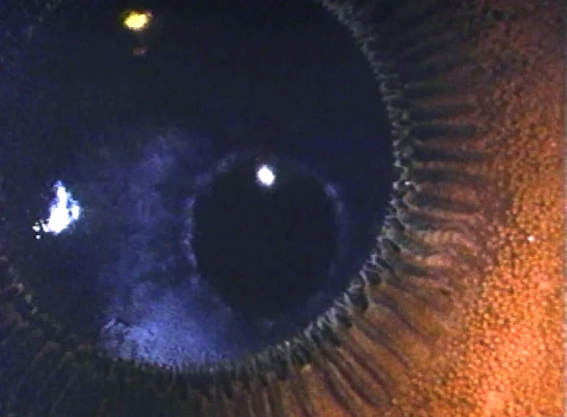 I Am Joe's Eye | Educational Film Wiki | Fandom