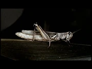 Insects | Educational Film Wiki | Fandom