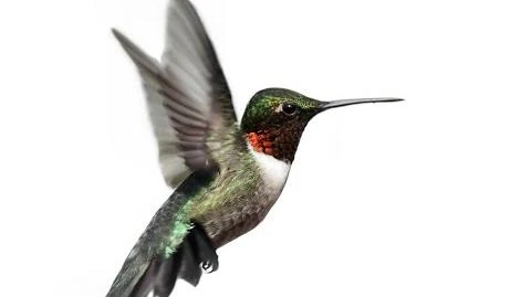 Life Story Of The Hummingbird | Educational Film Wiki | Fandom