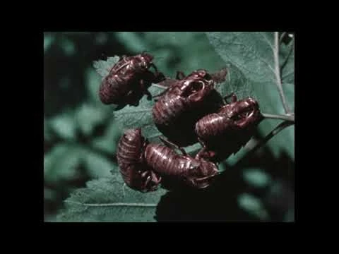 Insect Life Cycle: The Periodical Cicada (Second Edition) | Educational ...