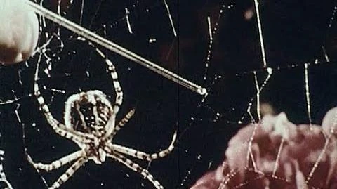 Spider Engineers | Educational Film Wiki | Fandom