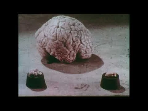 Adaptation In Animals | Educational Film Wiki | Fandom