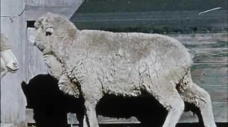 The External Parasites Of Sheep | Educational Film Wiki | Fandom