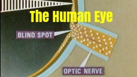 The Human Eye | Educational Film Wiki | Fandom