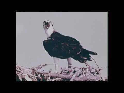 The American Bald Eagle | Educational Film Wiki | Fandom