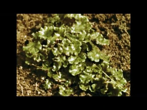 Moss: The Simple Land Plants | Educational Film Wiki | Fandom