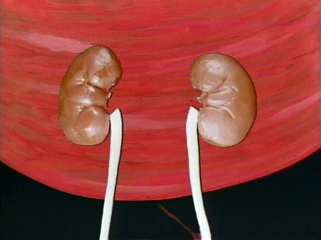 I Am Joe's Kidney | Educational Film Wiki | Fandom