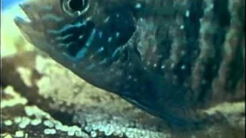 A Fish Family | Educational Film Wiki | Fandom