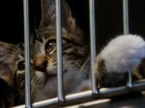 The Power Of Compassion | Educational Film Wiki | Fandom