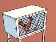 List of Animals | Ed, Edd n Eddy | Fandom