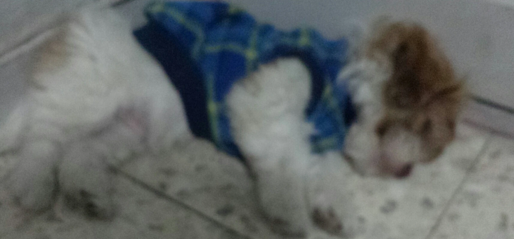 Es el perro magico | Fandom