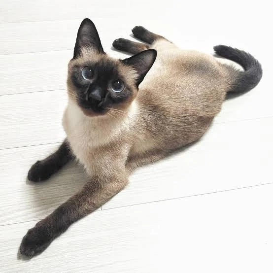 Siamese Cat | Fandom