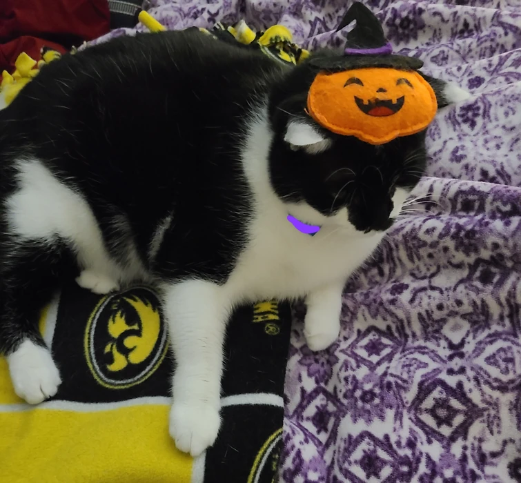 Spooky Cat | Fandom