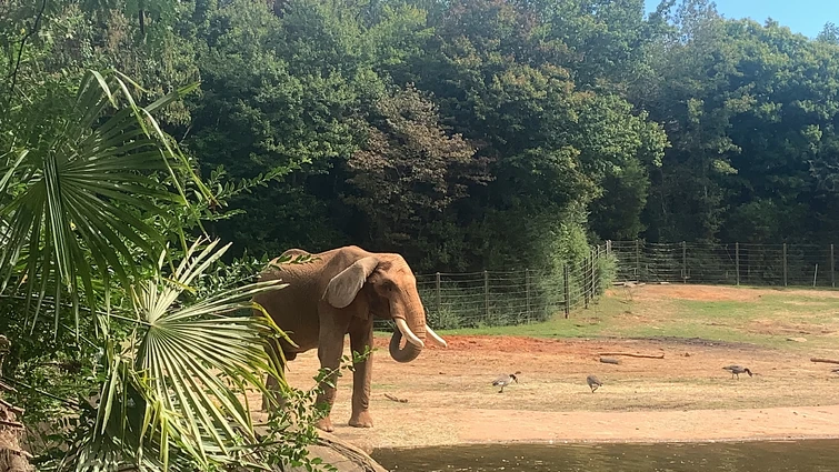 Discuss Everything About Adopt Me! Wiki | Fandom