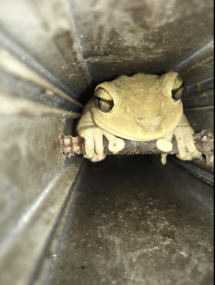 Daily Frog And Chat #172 | Fandom