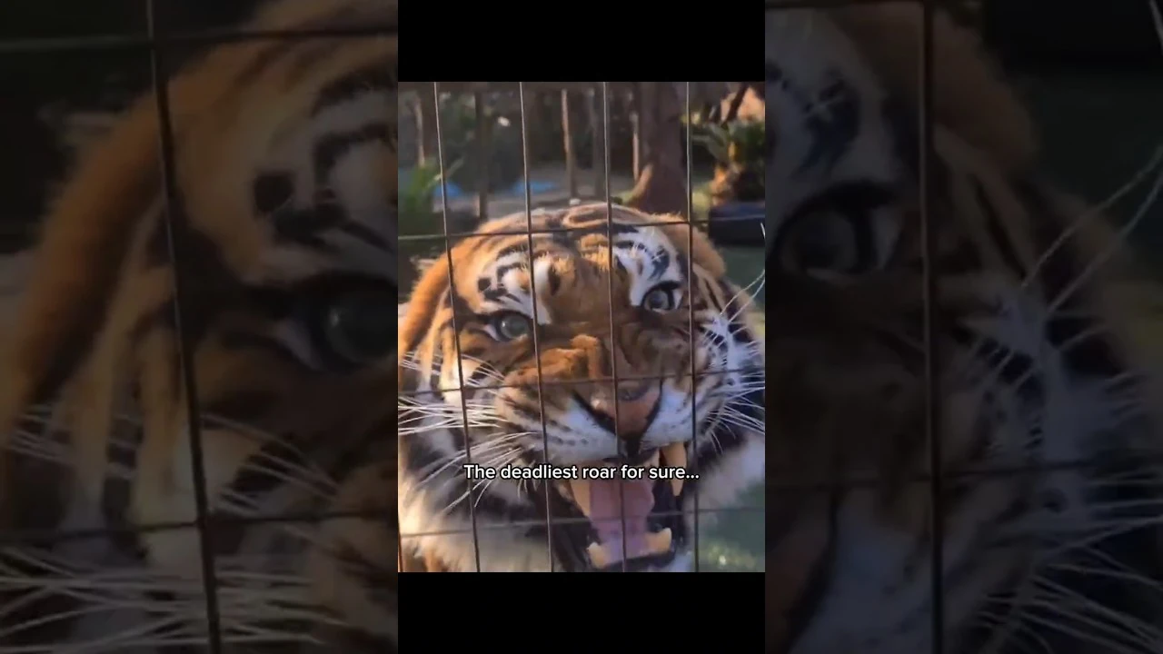 Hey you guys like animals? I'm about to ruin your cute vision of ...