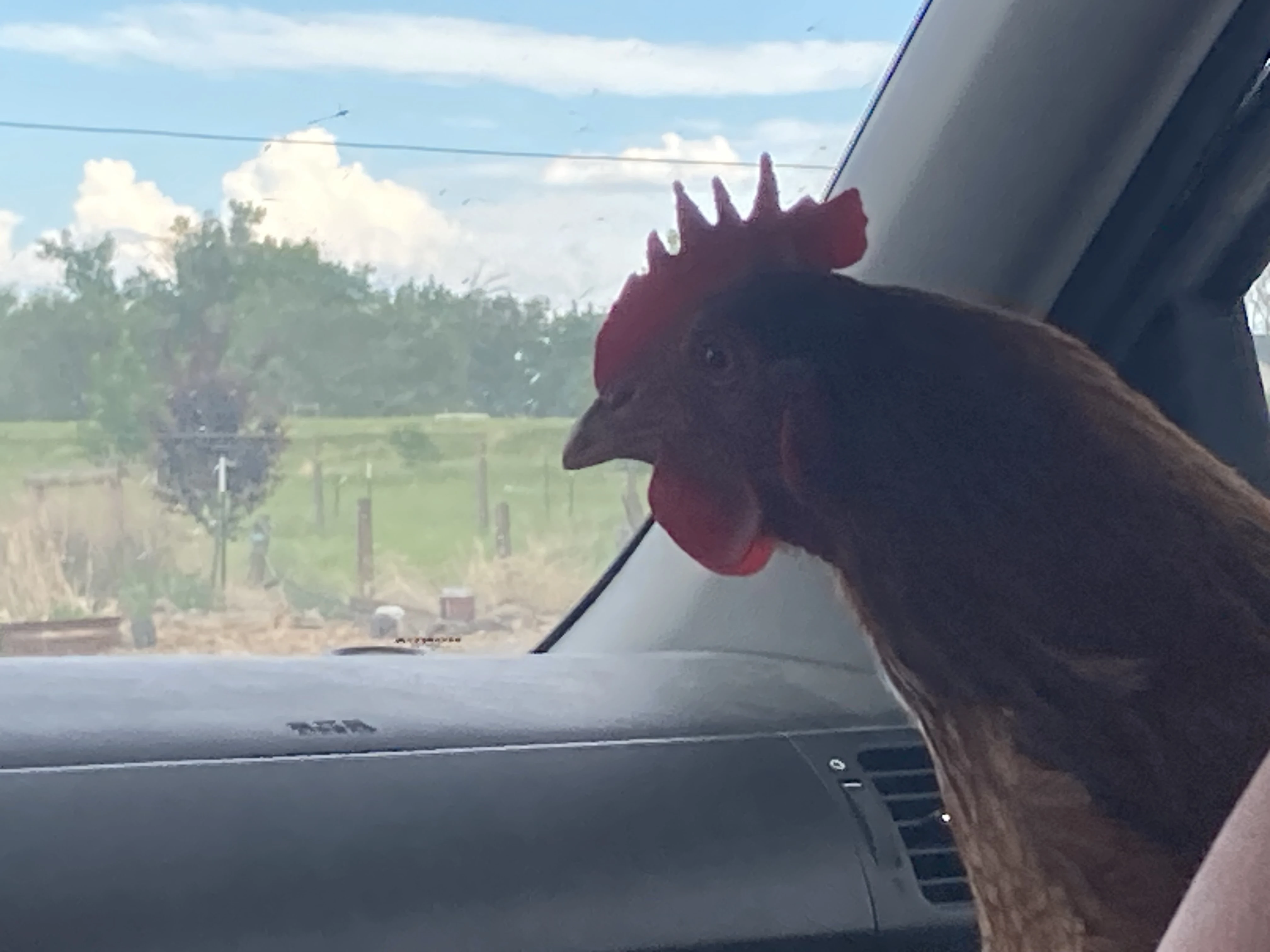 my mom had a chicken in the car | Fandom