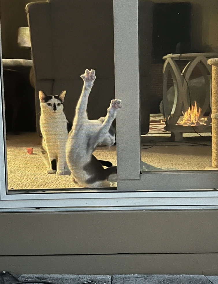 So I was looking at my cat pictures and was like | Fandom