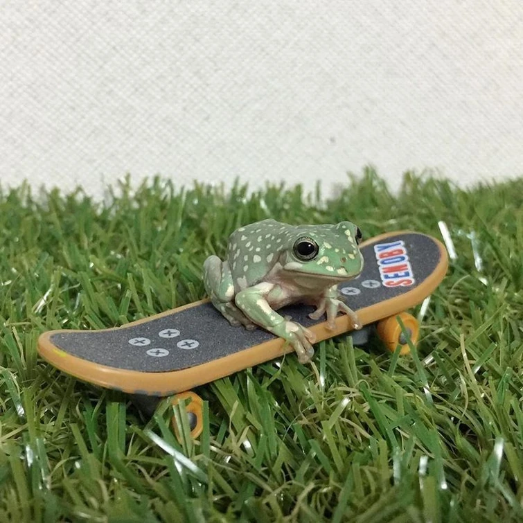 Frog | Fandom