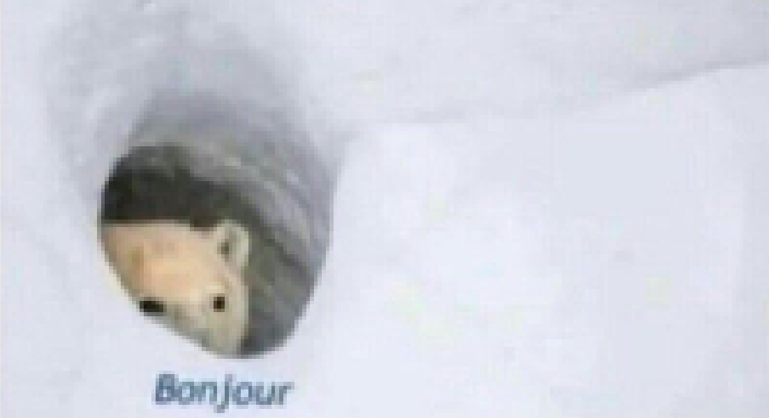 Not So Mid-Day Thoughts With a Laptop | Fandom