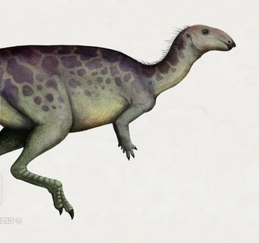 Discuss Everything About Dinopedia | Fandom