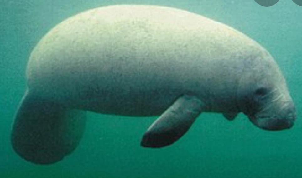 Manatee VS Dugong | Fandom