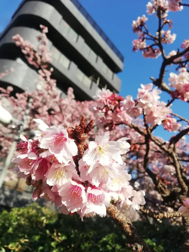 Do you know that Sukoyaka City (Healin'Good Precure 2020) has a model ...