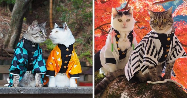 Kimetsu No Yaiba characters as cats | Fandom