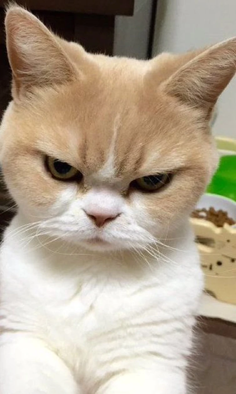 so i made a malbear skin | Fandom