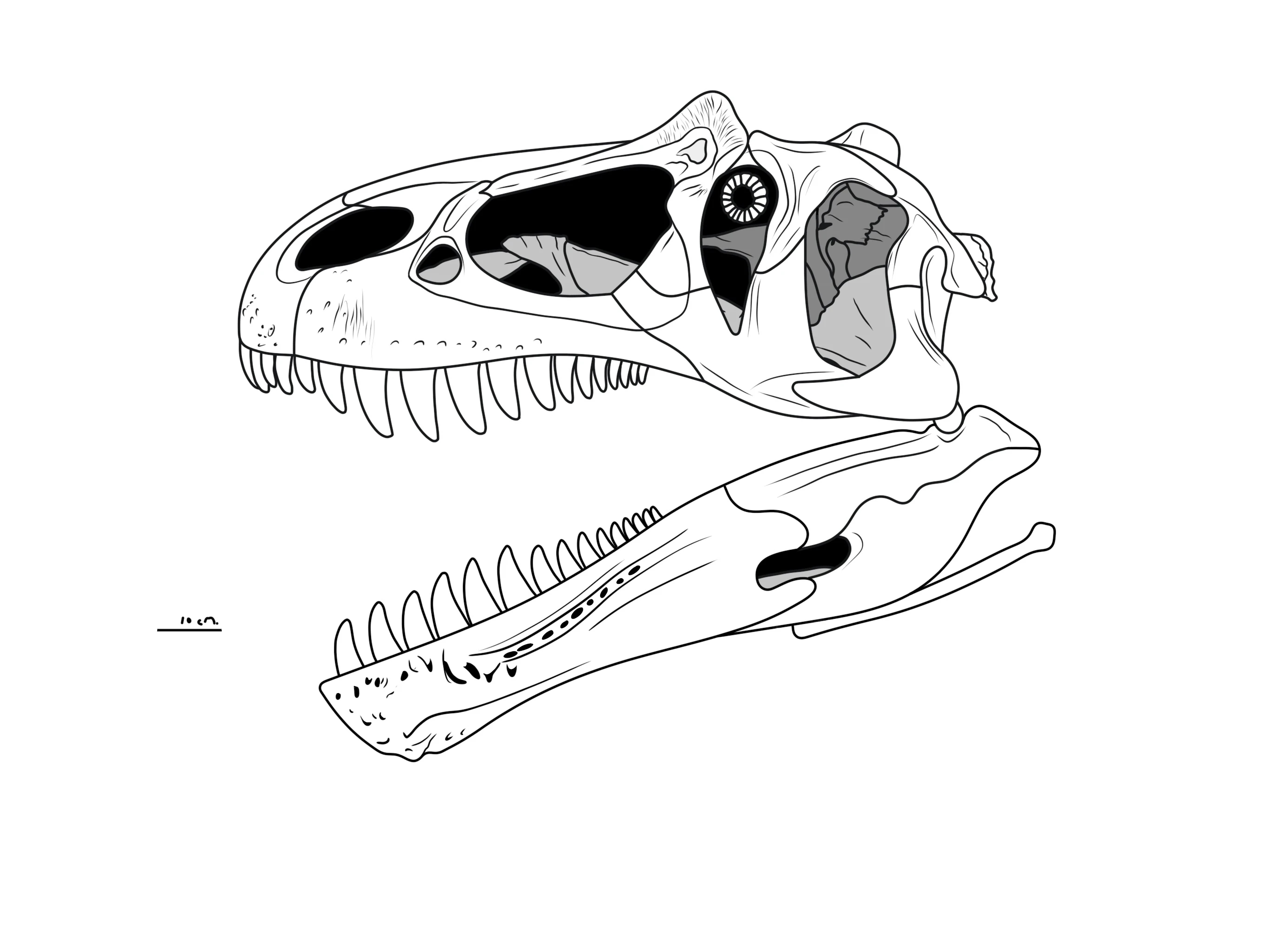Saurophaganax Skull Fandom