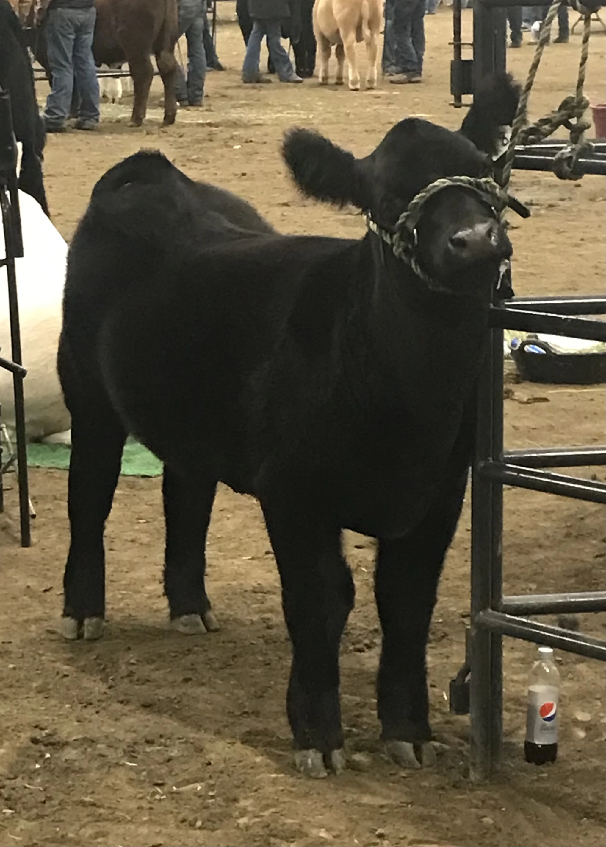 Random pic of one of my show calves | Fandom