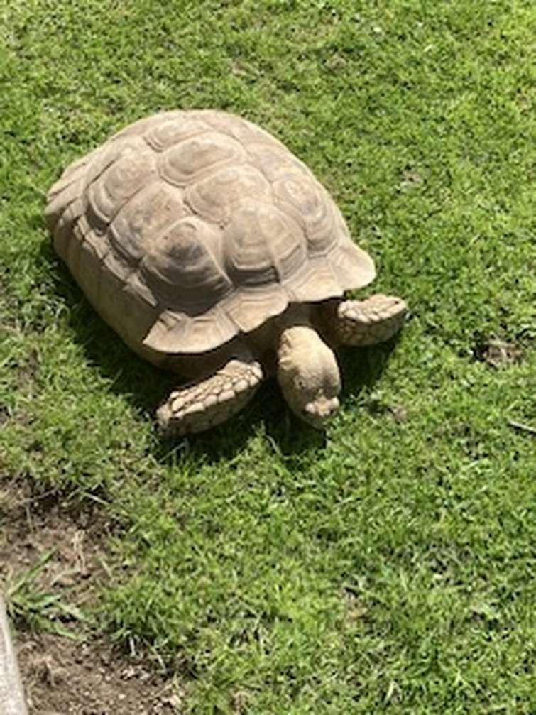 Comm prices have been arranged | Fandom