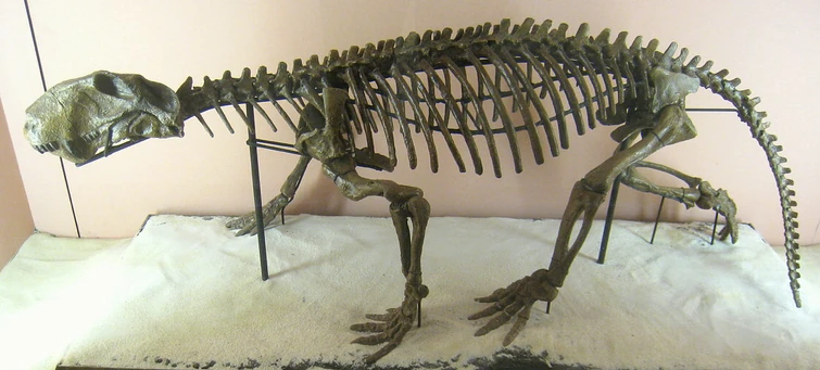 lycaenops orantus | Fandom