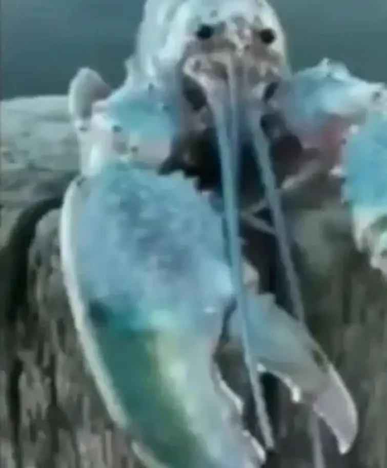 come up with the cringiest memes ever and post them in the comments ...