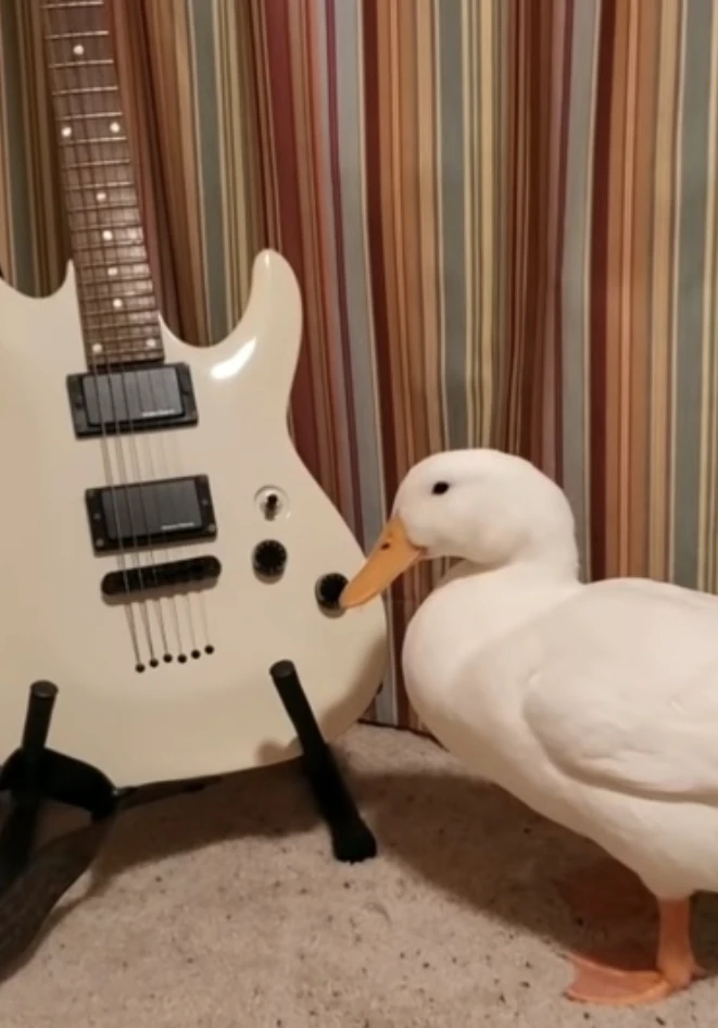 Duck Image #12 | Fandom