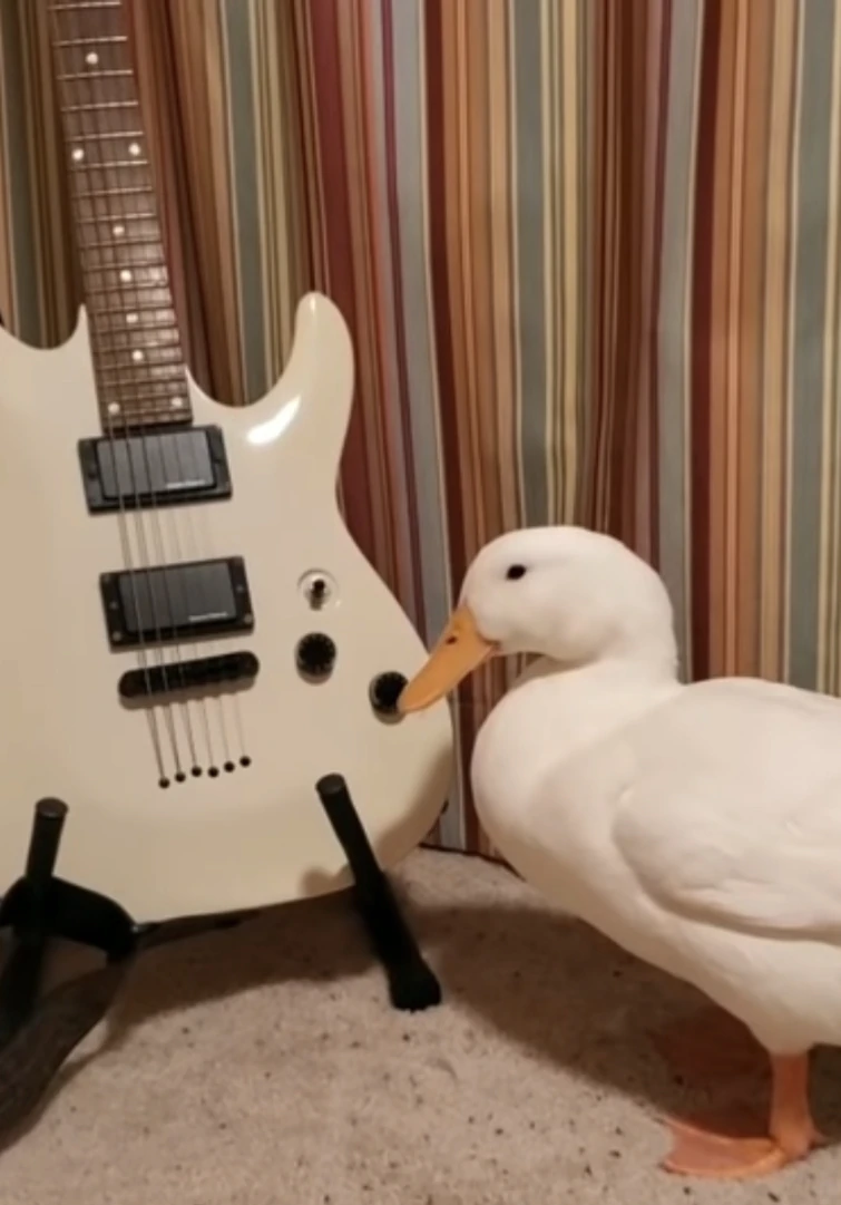 Duck Image #12 | Fandom