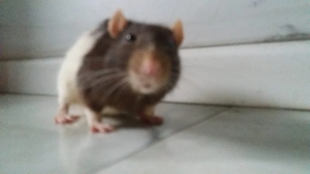 Polemical opinion | Fandom