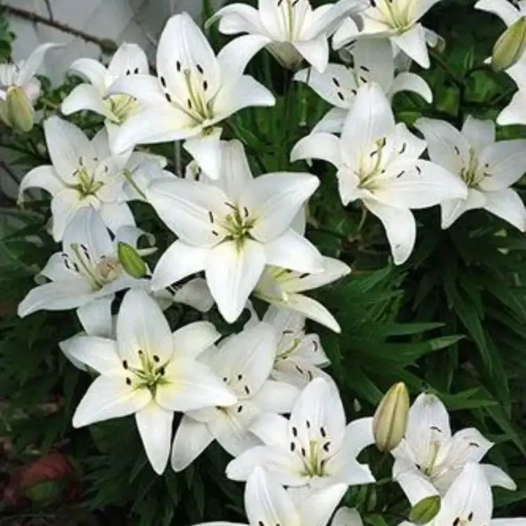 Discuss Everything About NatureRules1 Wiki | Fandom