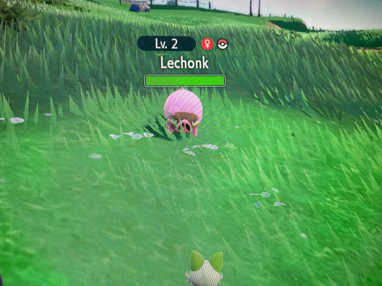 Shiny Lechonk 2nd try | Fandom