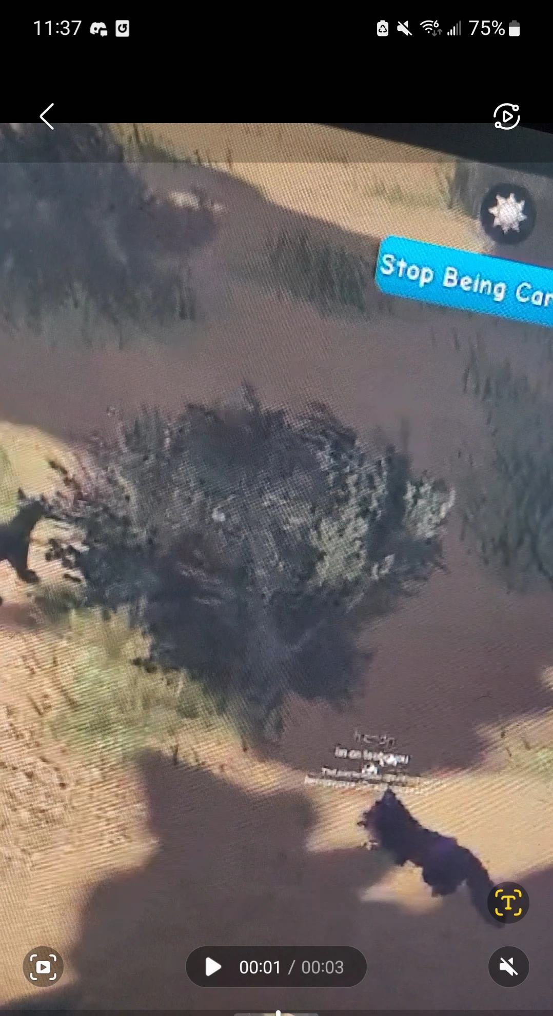 Saw a black cat in a npc hunt | Fandom