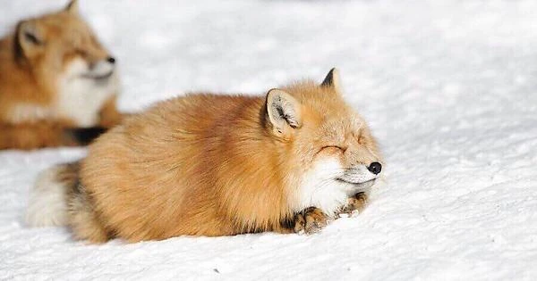 Fun Fact: Foxes can become loafs | Fandom