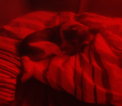 Reverse Effortful's Dog Difficulty | Effortful's Random Stuff Community ...