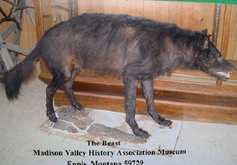 Ringdocus | Wiki El Bestiario | Fandom