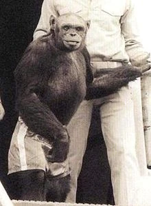 Humanzee | Wiki El Bestiario | Fandom