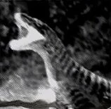 Kasai Rex | Wiki El Bestiario | Fandom